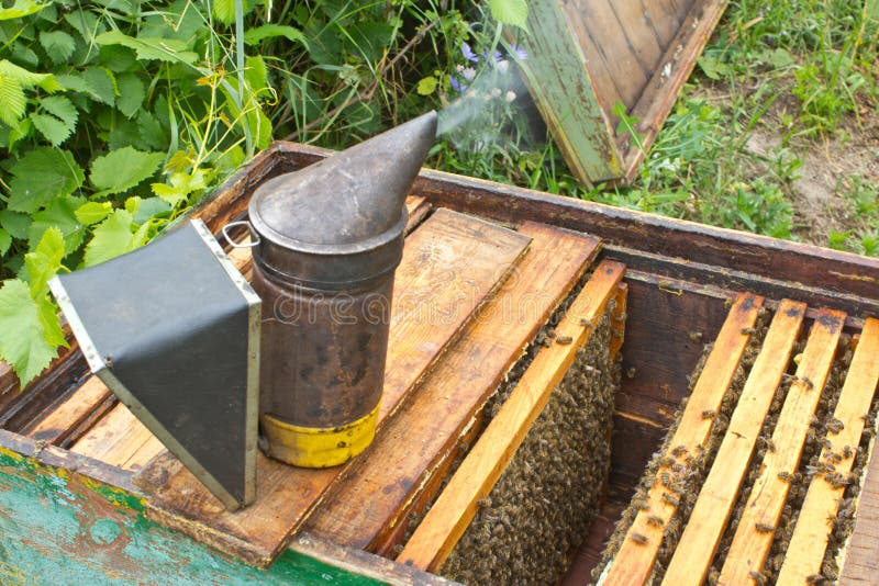 Log in to the hive stock image. Image of flow, insects - 30220897