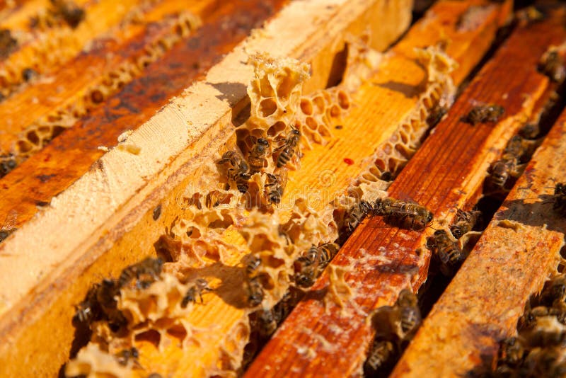 Open Hive Showing the Bees Swarming on a Honeycomb Stock Photo - Image ...