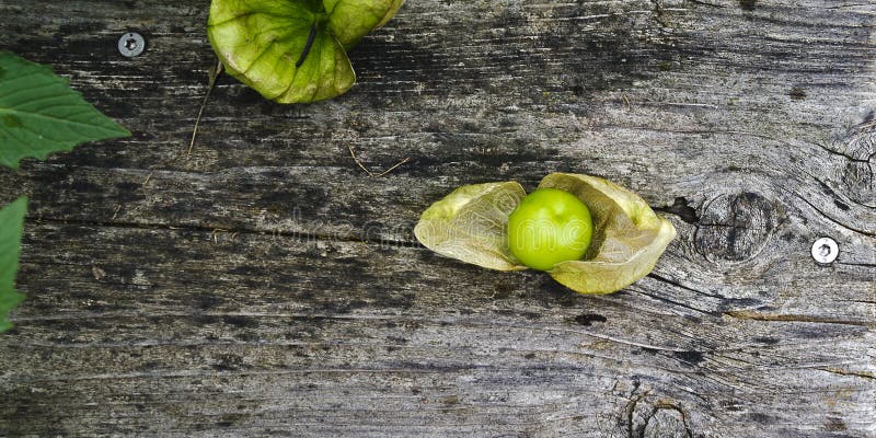 Open Husk with Tomatillo Fruit Stock Photo - Image of ground, wood ...