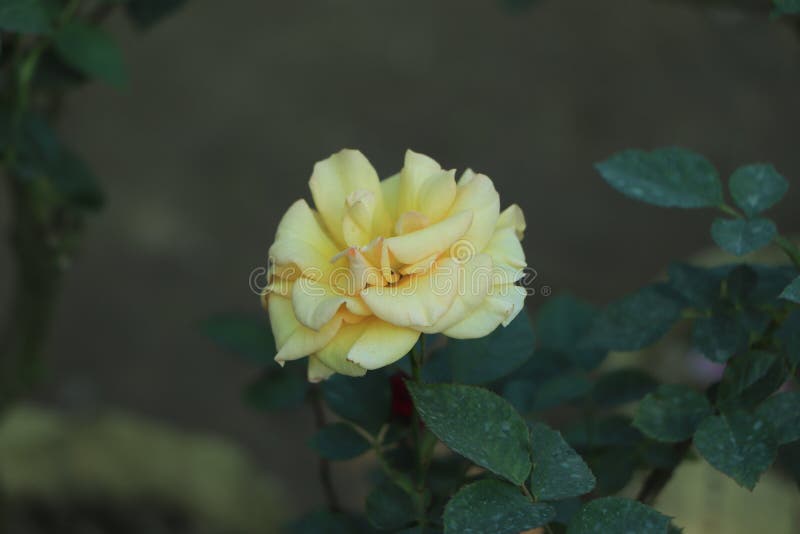 Open, Incredibly Beautiful Yellow Rose in the Garden Stock Photo ...