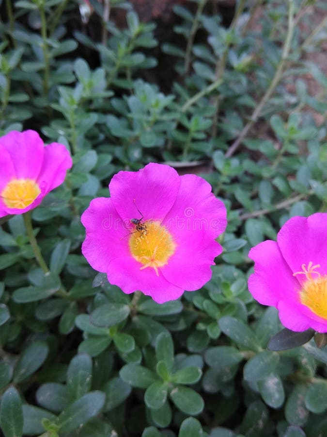 9 O Clock Flower Stock Photos - Free & Royalty-Free Stock Photos from ...