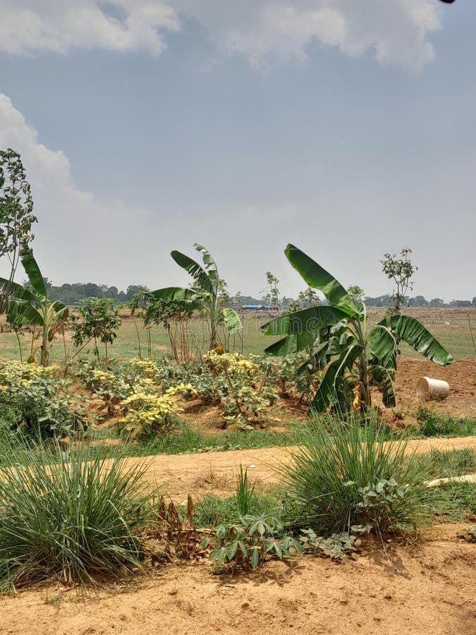 Open Land Banana Plantation Stock Photos - Free & Royalty-Free Stock Photos from Dreamstime