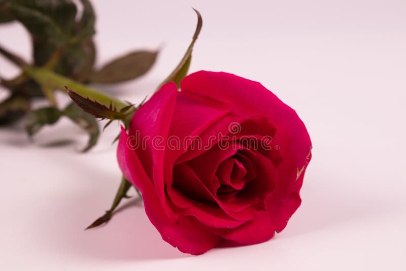 Open Lilac Rose Bud and Stem Front View Stock Photo - Image of romantic ...