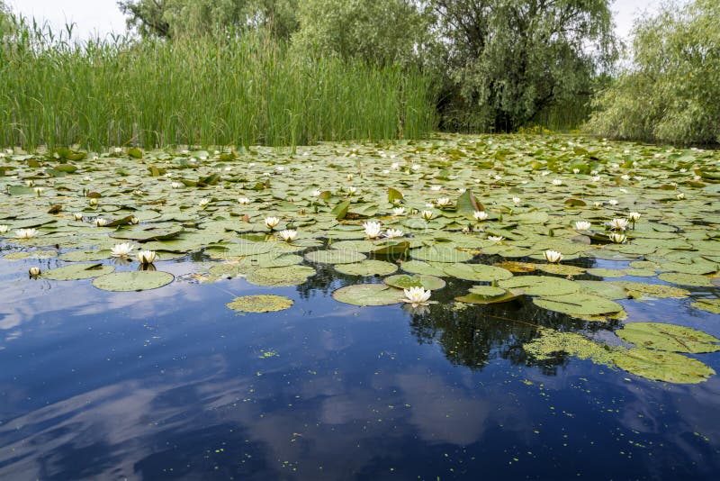 Open Lily in Danube Delta stock photo. Image of peaceful - 88201482