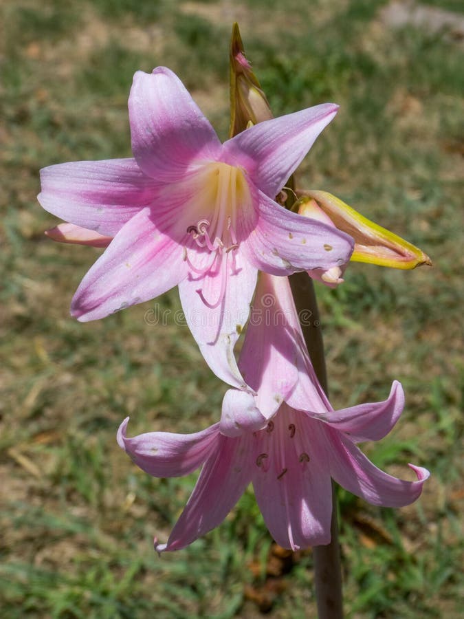 Open lily in the summer stock image. Image of delicate - 151373819