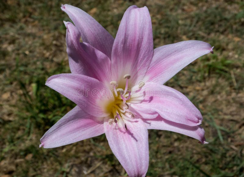 Open lily in the summer stock photo. Image of spring - 153076042