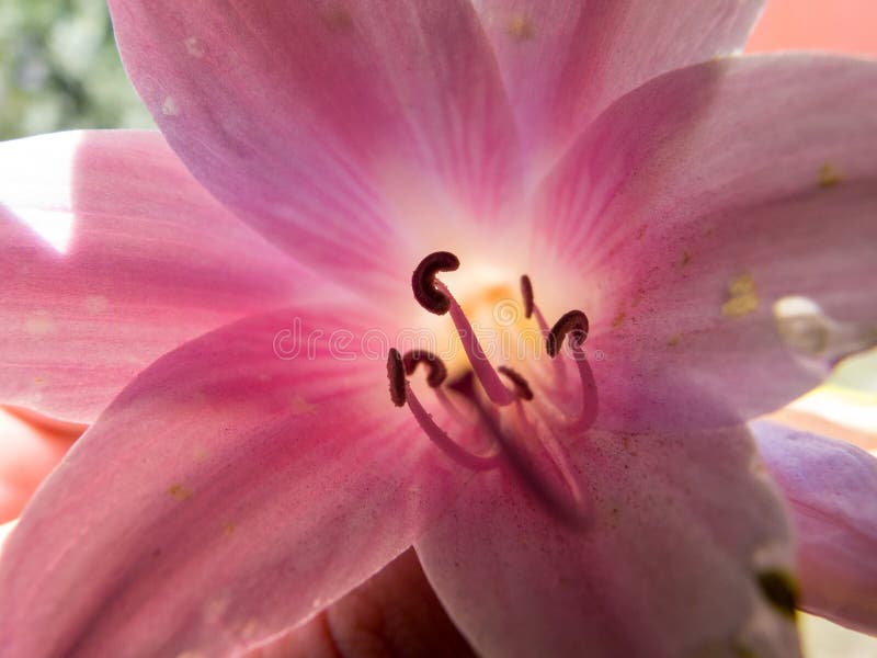 Open lily in the summer stock photo. Image of naturally - 153076136