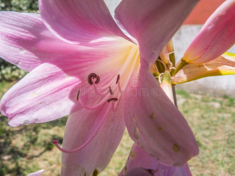 Open lily in the summer stock photo. Image of pollen - 155374216