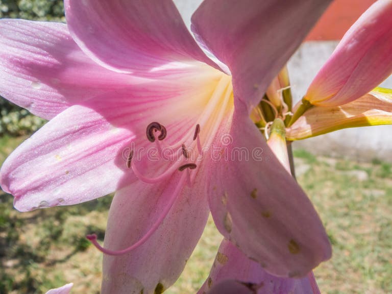 Open lily in the summer stock photo. Image of pollen - 155374216