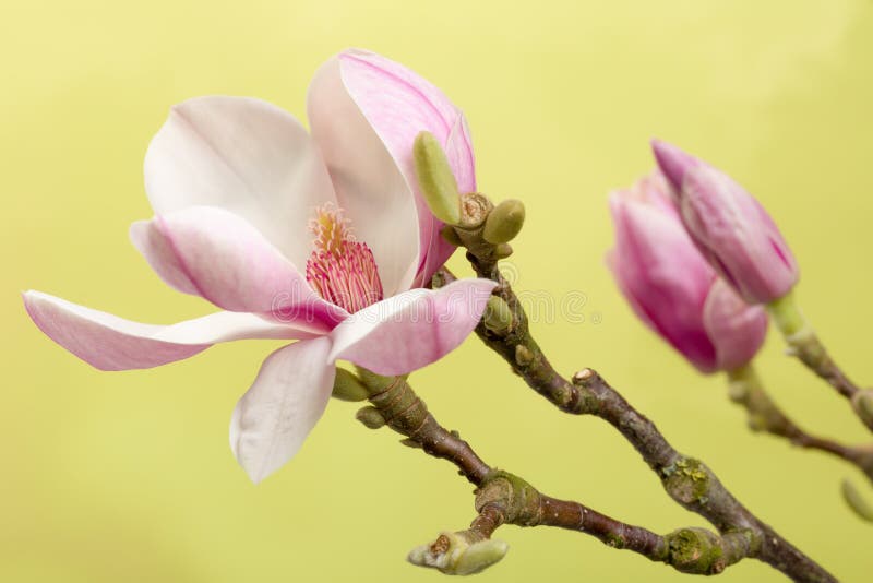 Open magnolia bud stock image. Image of open, pink, plant - 84477685