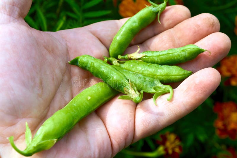 An Open Man`s Palm with Peas in Pods Stock Photo - Image of grow ...