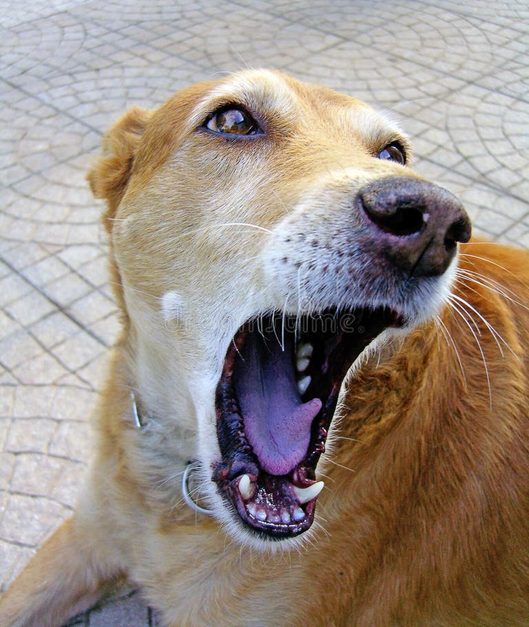 1,716 Dog Wide Open Mouth Stock Photos - Free & Royalty-Free Stock ...