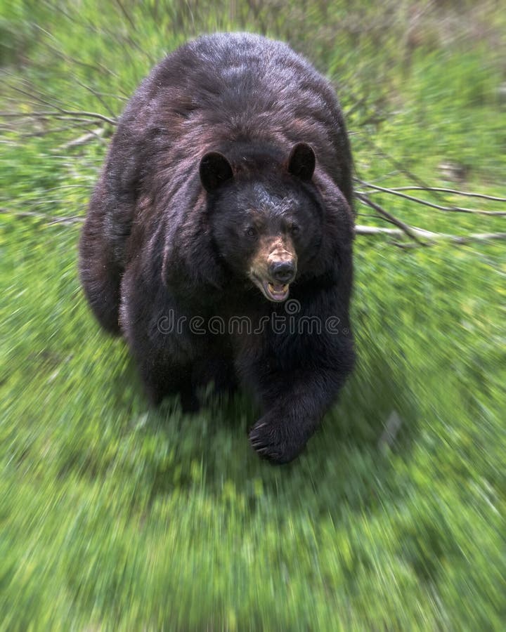 Open Mouth Attacking Black Bear Running Toward Viewer Stock Photo ...