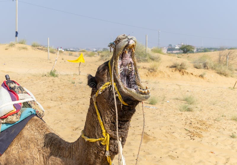 Open Mouth Camel S Head Close Up Shot in Desert Under Bright Daylight ...