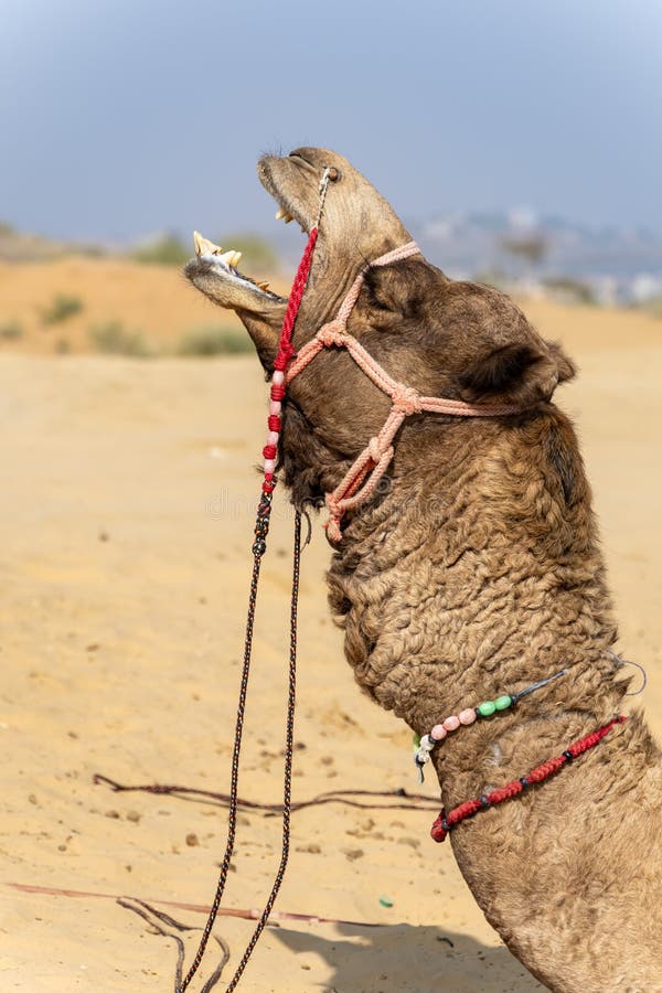Open Mouth Camel S Head Close Up Shot in Desert Under Bright Daylight ...