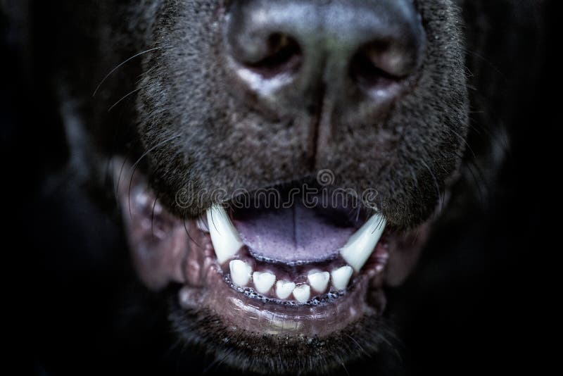 Open Mouth of Labrador Closeup Stock Photo - Image of american, open ...