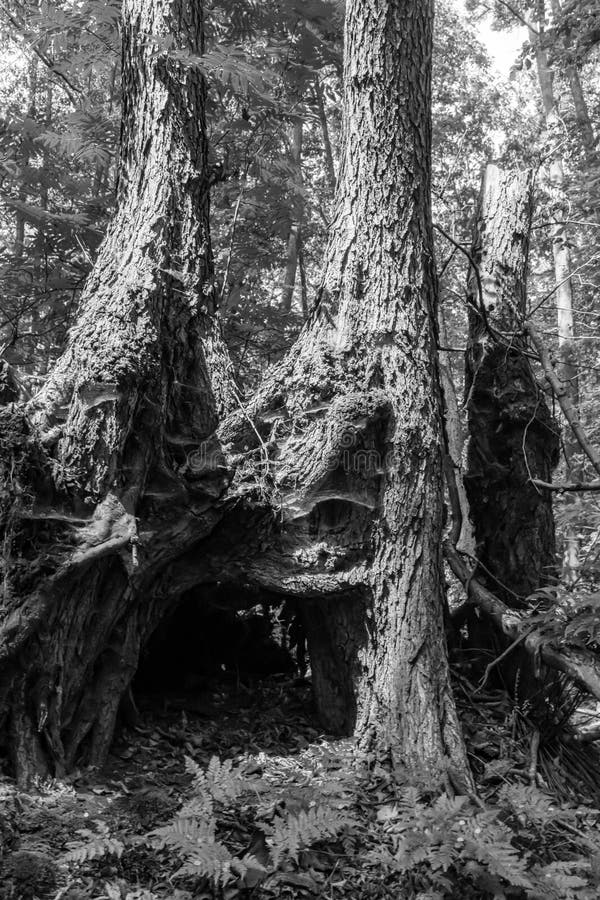 Open mouth of a old tree stock image. Image of environment - 111667889