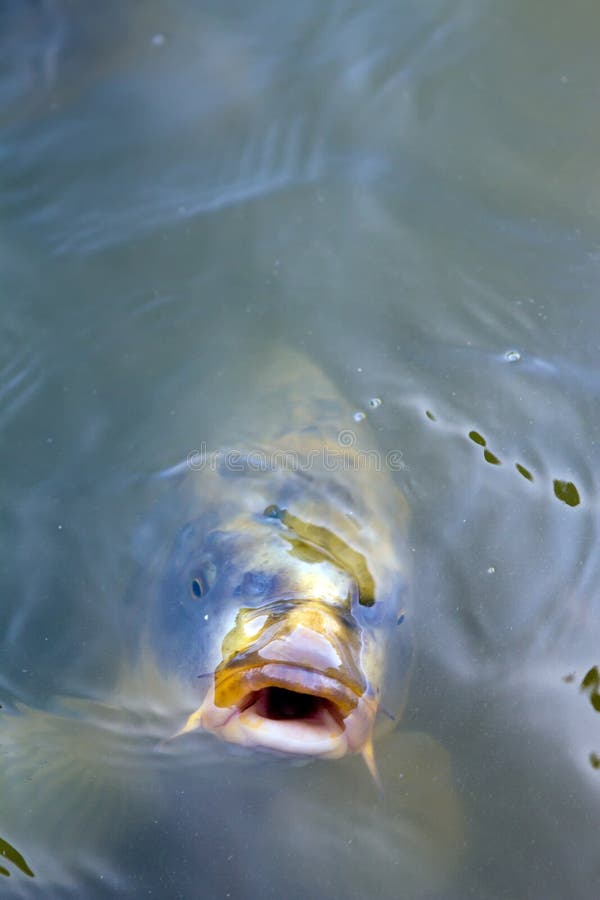 Open Mouthed Fish Looking Straight at Viewer Stock Photo - Image of ...