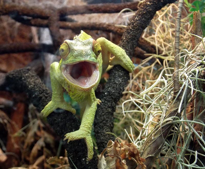 Open Mouthed Lizard Posing Aggressively on Dead Branch Stock Photo ...