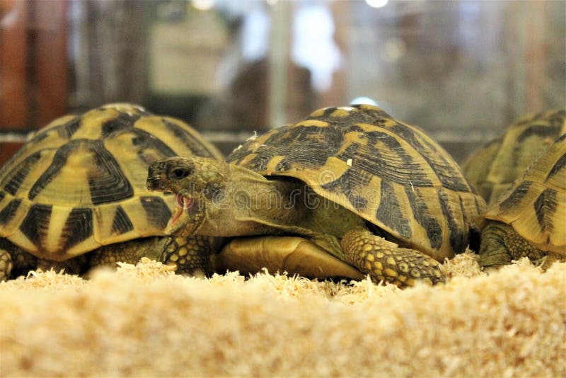 Turtles in transparent box stock image. Image of turtle - 221854369