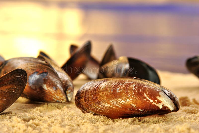 Open Mussel on a Sandy Beach Stock Image - Image of golden, mussel ...
