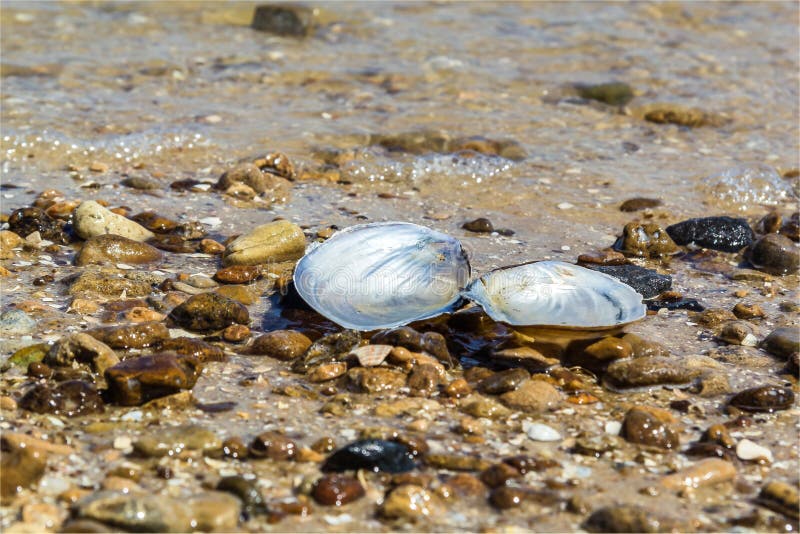 An Open Mussel Shell Containing Water Lies on a Sandy Beach Stock Image ...