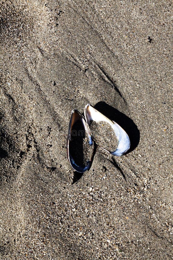 Open Mussel Shell on Sand Beach Strong Side Lighting Stock Photo ...