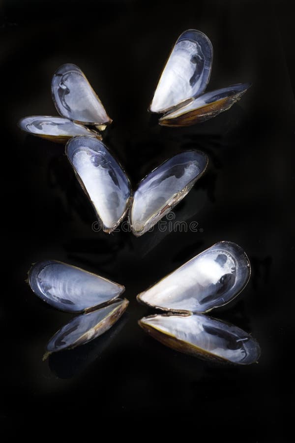 Open Mussel Shell in the Sand on the Beach Stock Image - Image of shoal ...