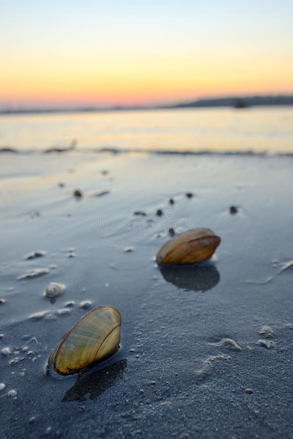 Open Mussel on a Sandy Beach Stock Image - Image of golden, mussel ...