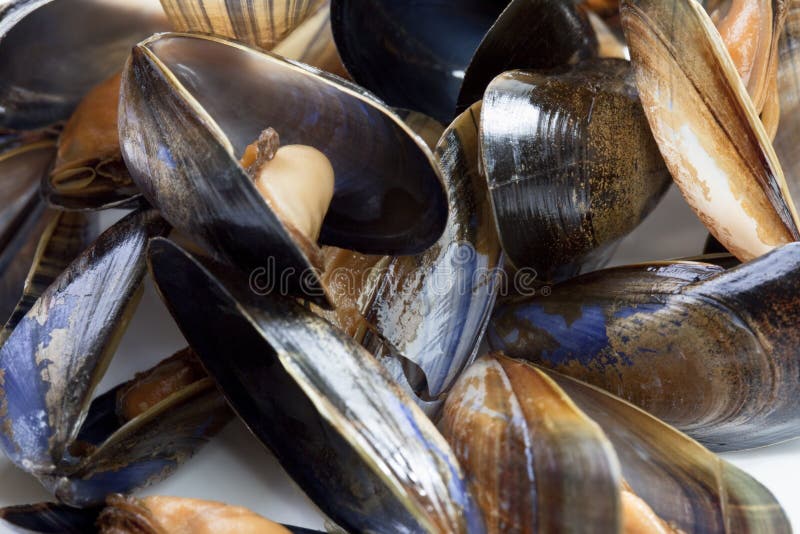 Open Mussels, close-up stock photo. Image of dinner, indulgence - 50499482