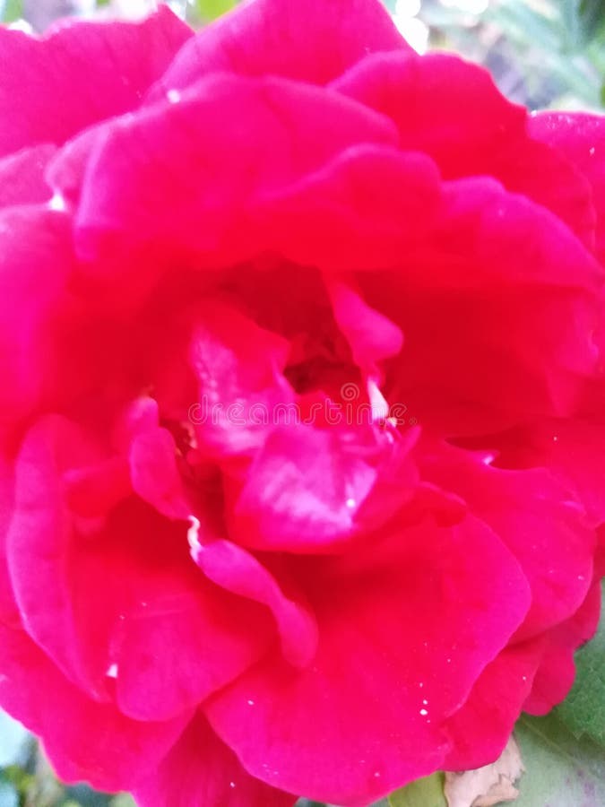 Open my Rose stock image. Image of plant, rose, pink - 185241873