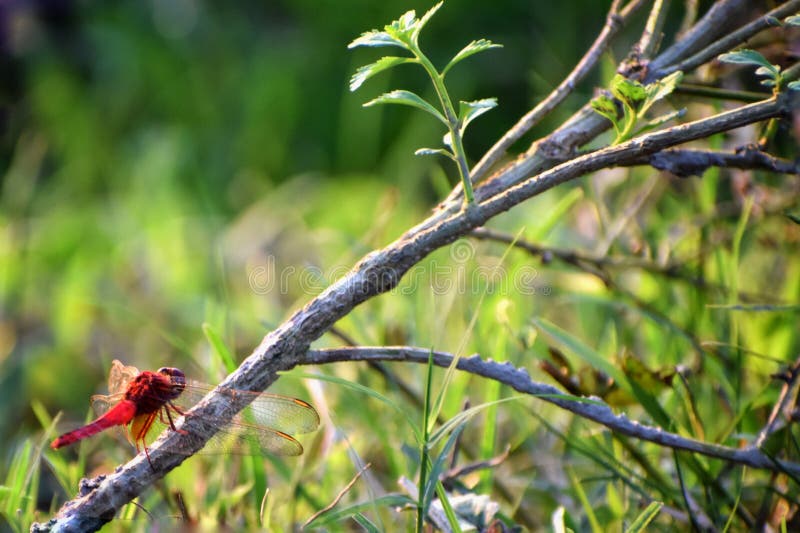 Assam Loved Stock Photos - Free & Royalty-Free Stock Photos from Dreamstime