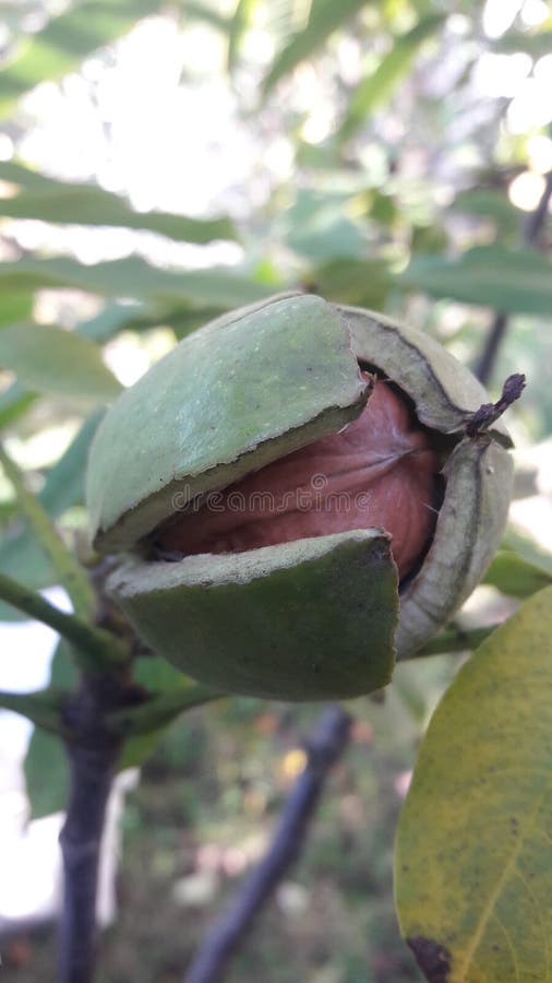 Open Nut stock photo. Image of nature, green, sheet, open - 79310730