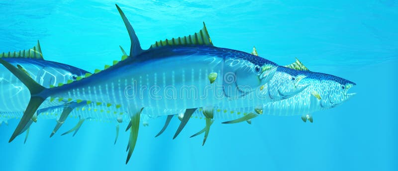 Open Ocean Yellowfin Tuna stock photo. Image of thunnus - 258658864