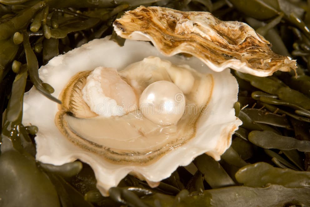 Open oester met parel stock afbeelding. Image of kostbaar - 7306561