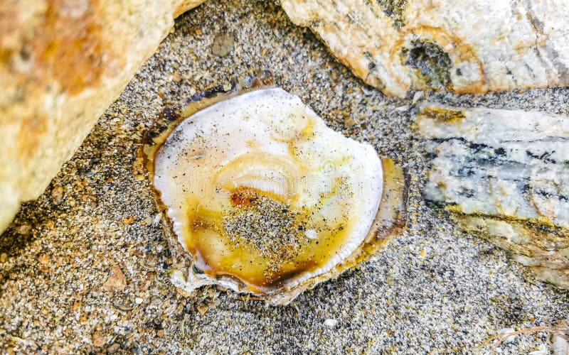 Open Old Shell on the Beach Sand in Mexico Stock Photo - Image of ...
