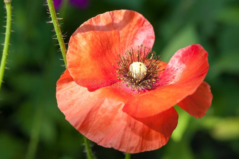 Open Open Poppy Flower in Green Fields Stock Image - Image of leaf ...