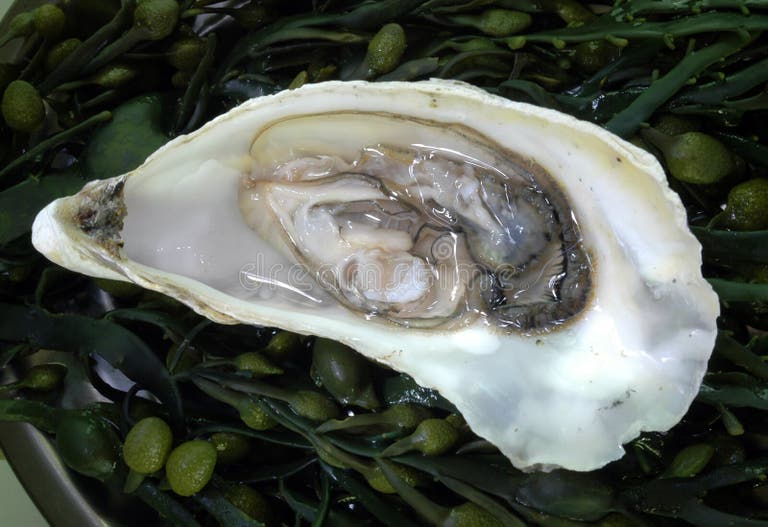Open oyster stock photo. Image of freshness, luxury, oyster - 10983924
