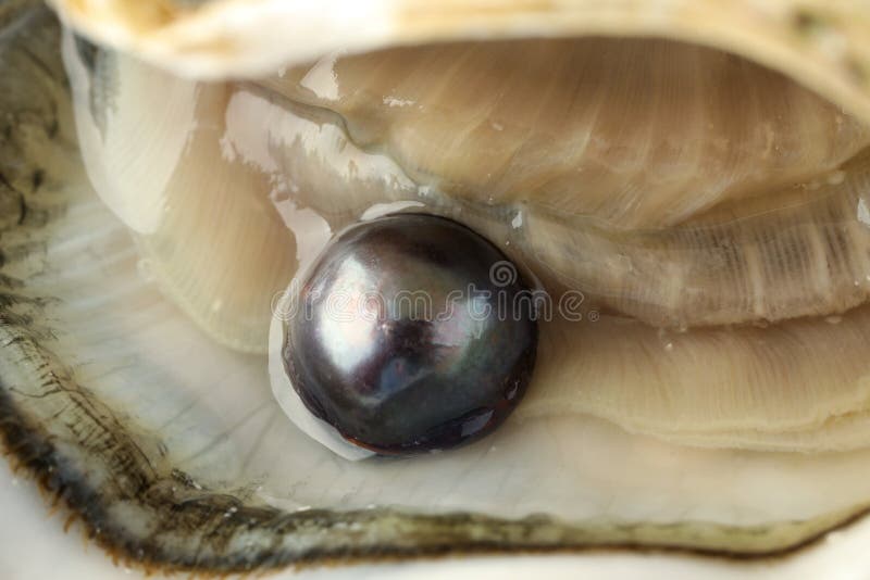 Open Oyster with Black Pearl, Closeup View Stock Image - Image of ...