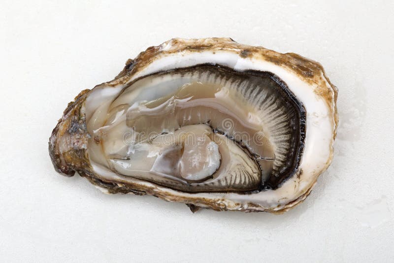 Open Oyster stock photo. Image of seafood, oyster, open - 57043246