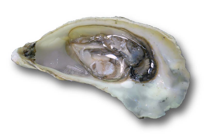 Single Open Oyster on White Stock Photo - Image of horizontal ...