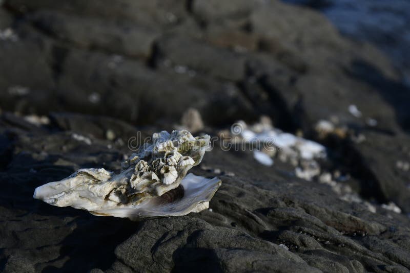 Open Oyster Shell with Barnacles Stock Photo - Image of ocean, black ...