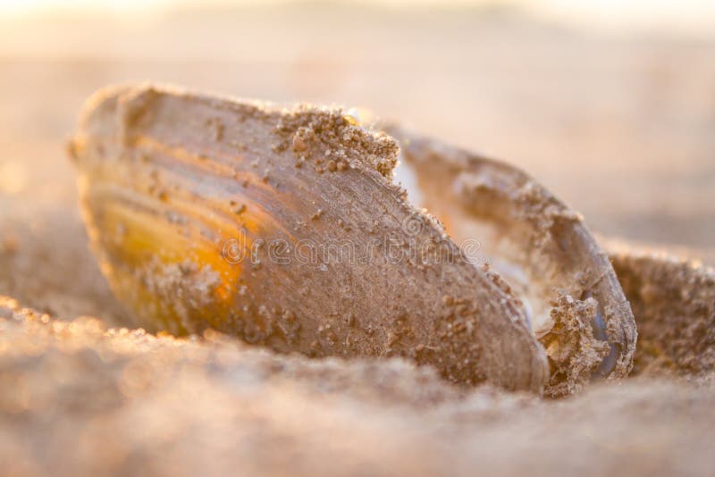 Open oyster shell stock image. Image of shell, open - 151481761