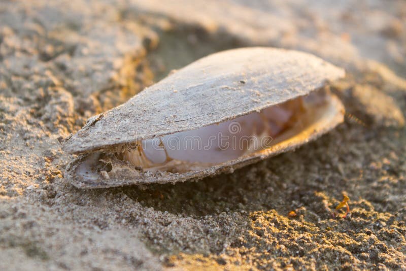 Open oyster shell stock image. Image of treasure, ocean - 151481787