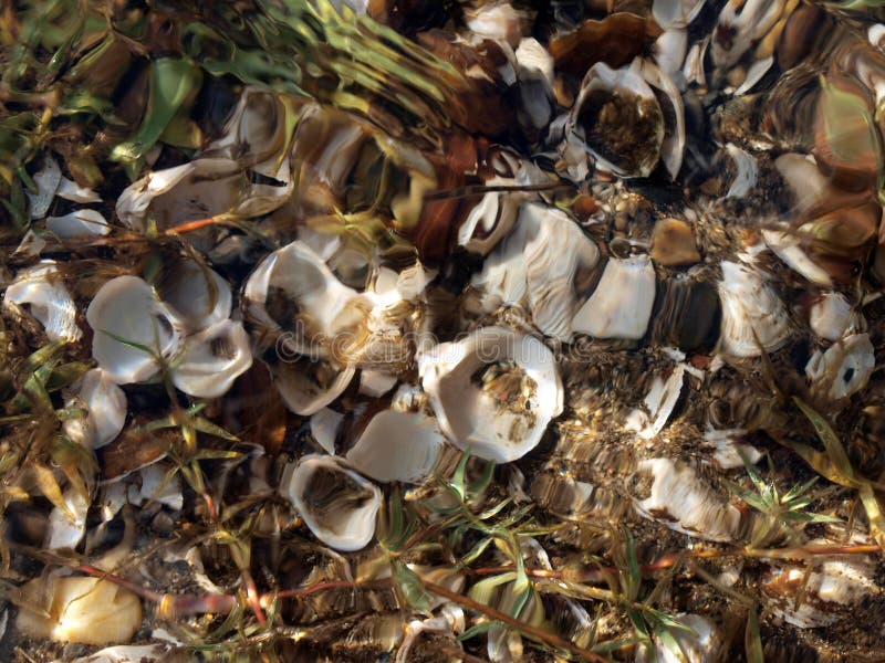 Open Oyster Shells Below Rippling Water of River Stock Image - Image of ...