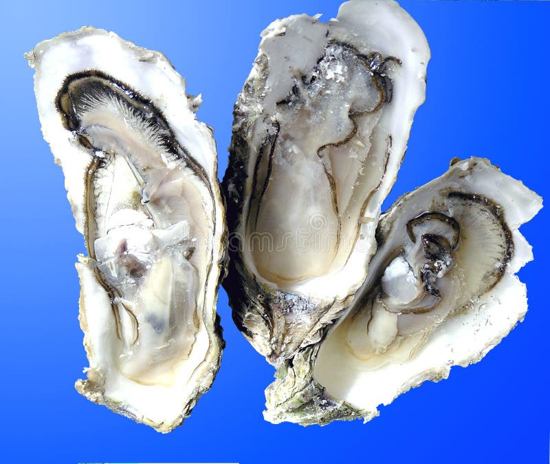 Open oysters stock image. Image of mediterranean, house - 10847145