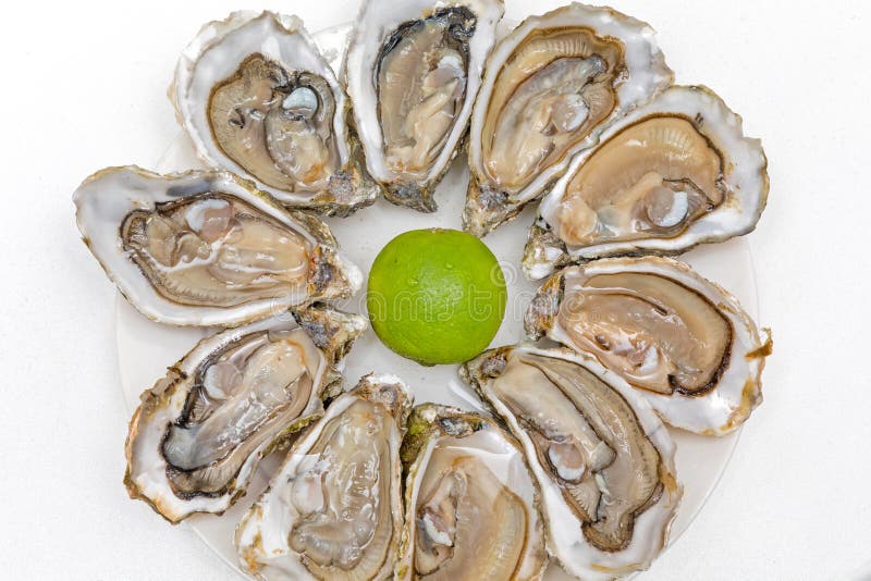 Open Oyster stock photo. Image of seafood, oyster, open - 57043246