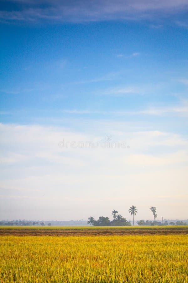 Paddy agriculture stock photo. Image of agricultural - 35144590