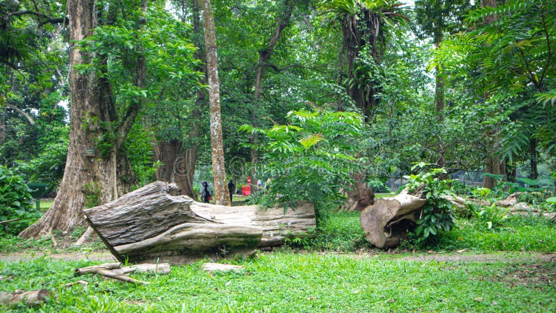 Open Park Area Like Forest in Bogor Botanical Garden, West Java ...