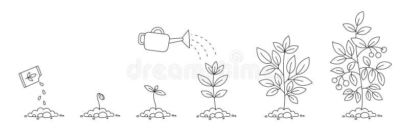 Plant Growth Stages. Seedling Development Stage. Sowing Seeds. Vector ...